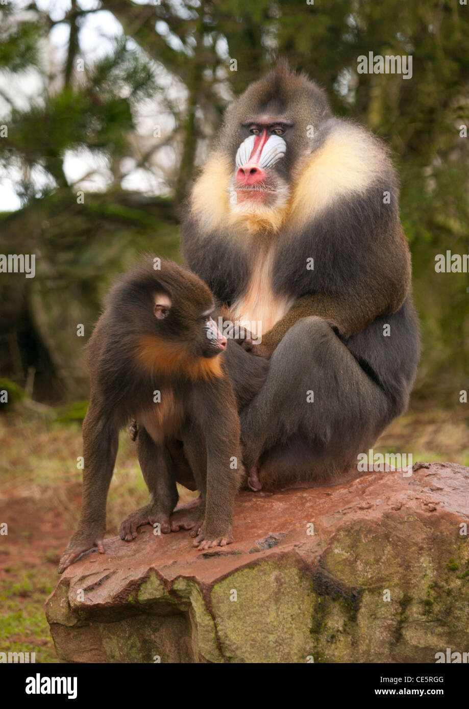 Mating couple of mandrill (Mandrillus sphinx Stock Photo - Alamy