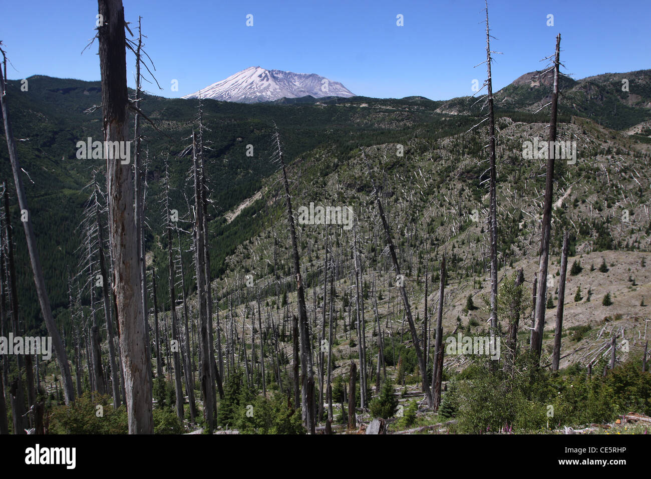 trees killed from 1980 eruption Mount St Helens Volcano National ...