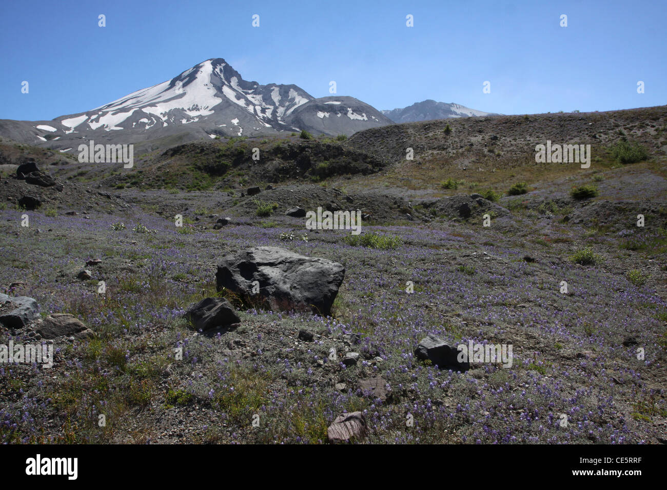 Prairie Lupine flowers regrowth pumice plain Mount St Helens Volcano ...