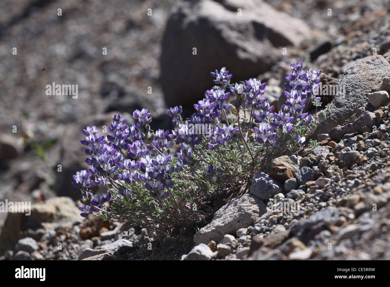 Prairie Lupine flowers regrowth pumice plain Mount St Helens Volcano ...