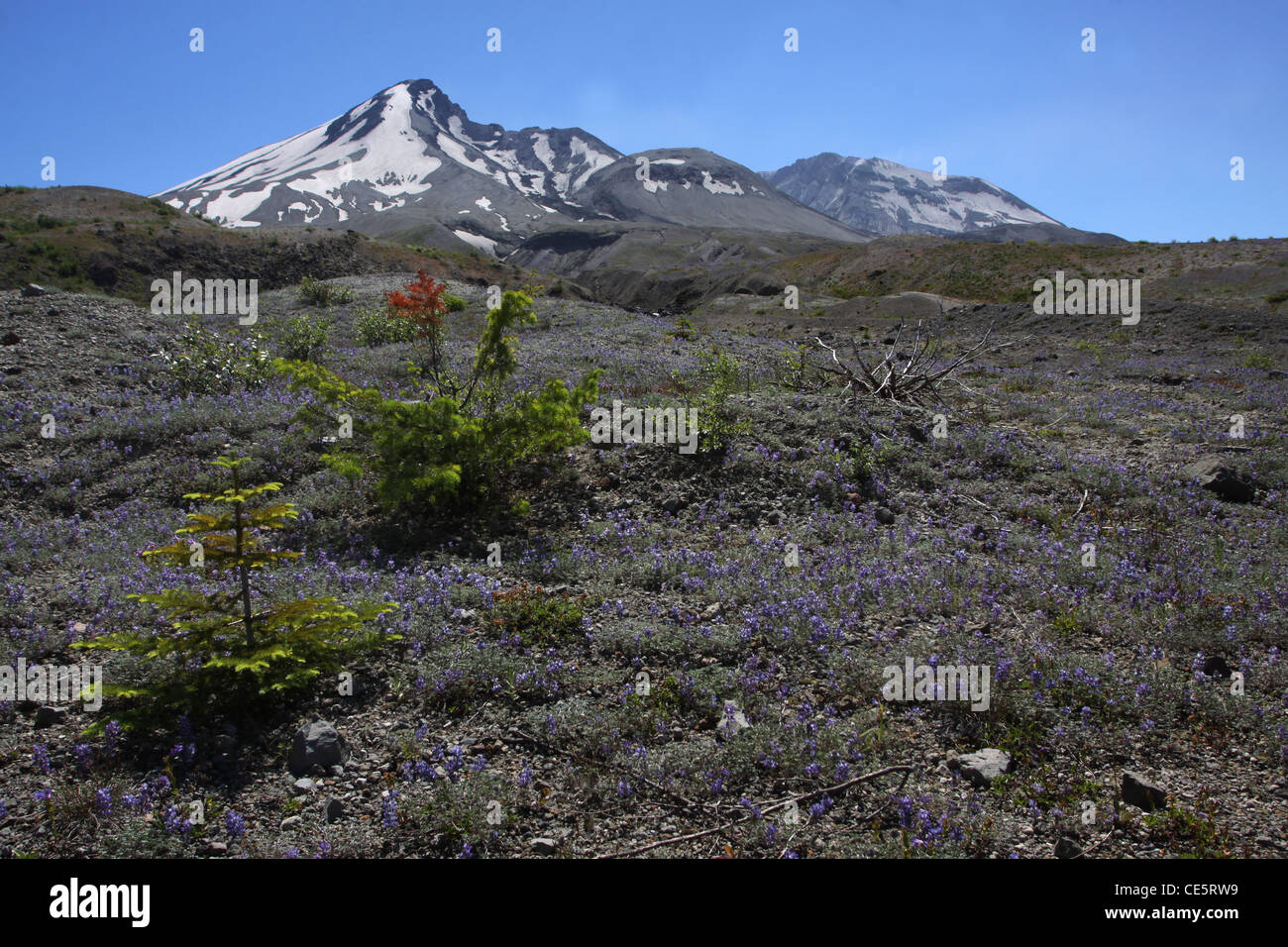 Helens pumice plain hi-res stock photography and images - Alamy