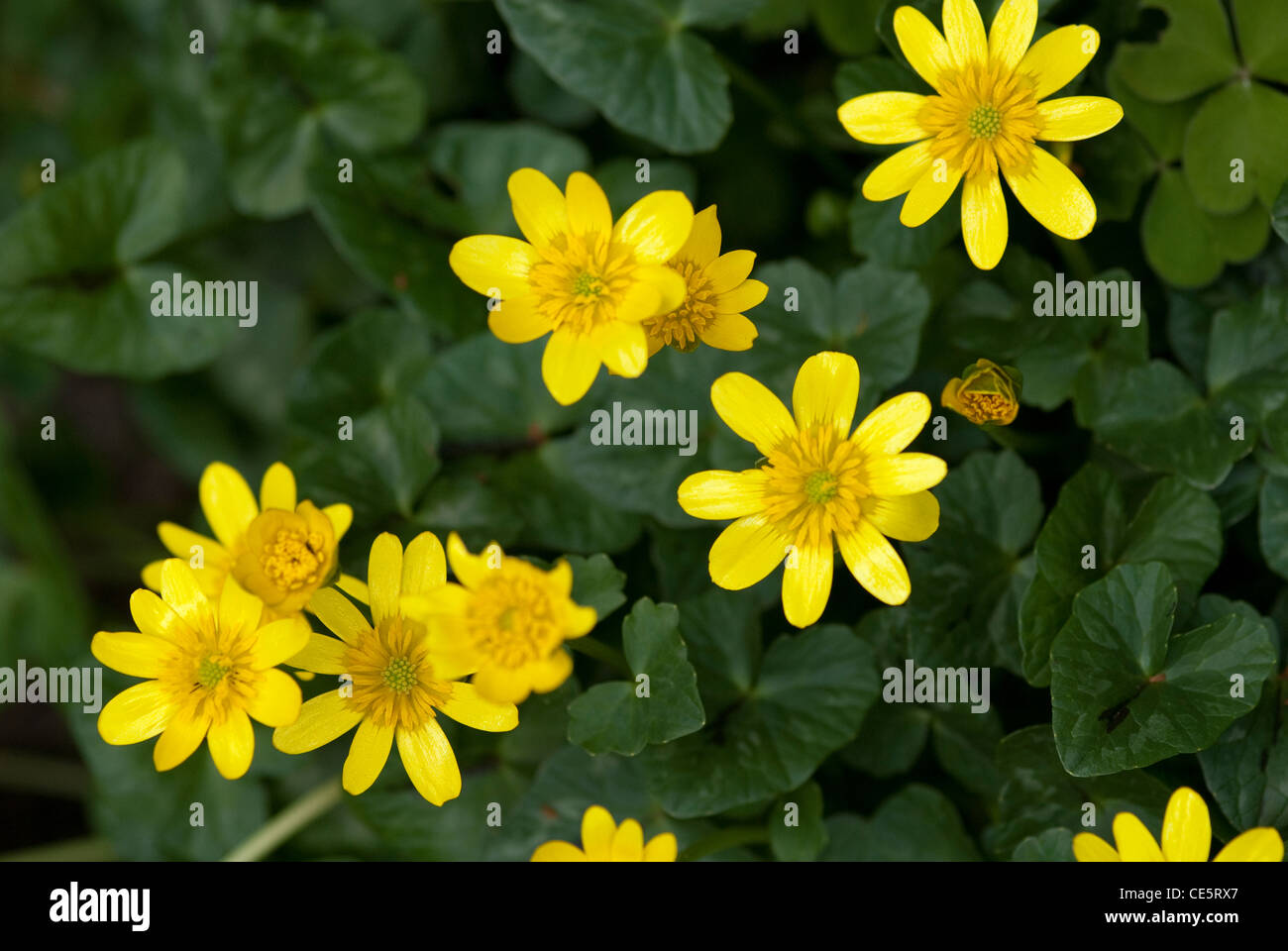 Yellow flowers of Lesser Celandine spring flowering plant Stock Photo ...