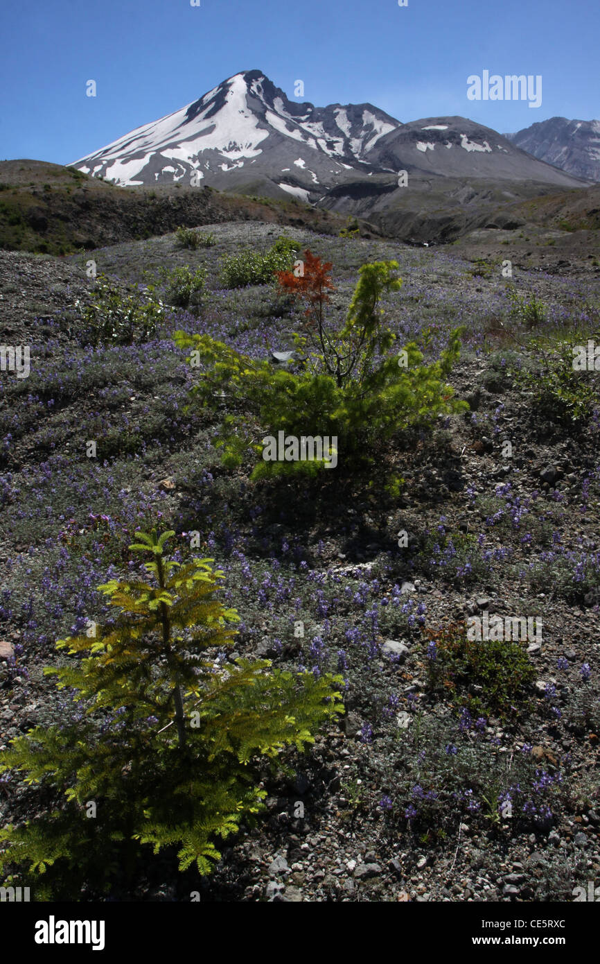 Prairie Lupine flowers regrowth pumice plain Mount St Helens Volcano ...