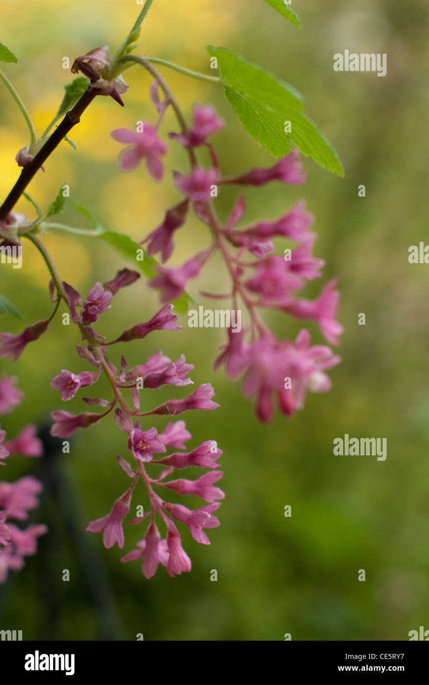 pink petals of Flowering Currant shrub, Ribes Sanguineum Stock Photo ...