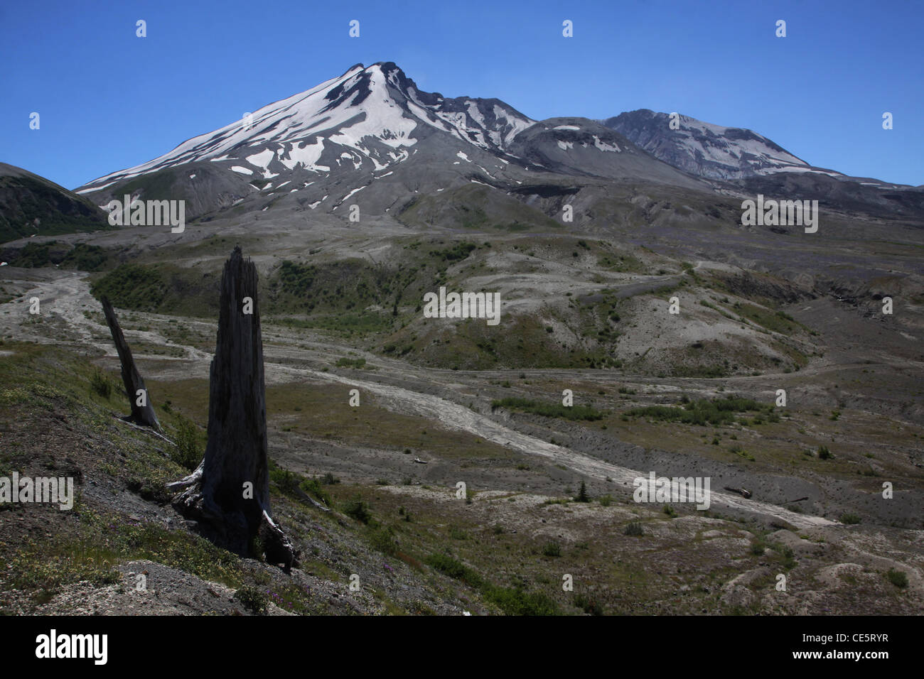 Prairie Lupine flowers regrowth pumice plain Mount St Helens Volcano ...