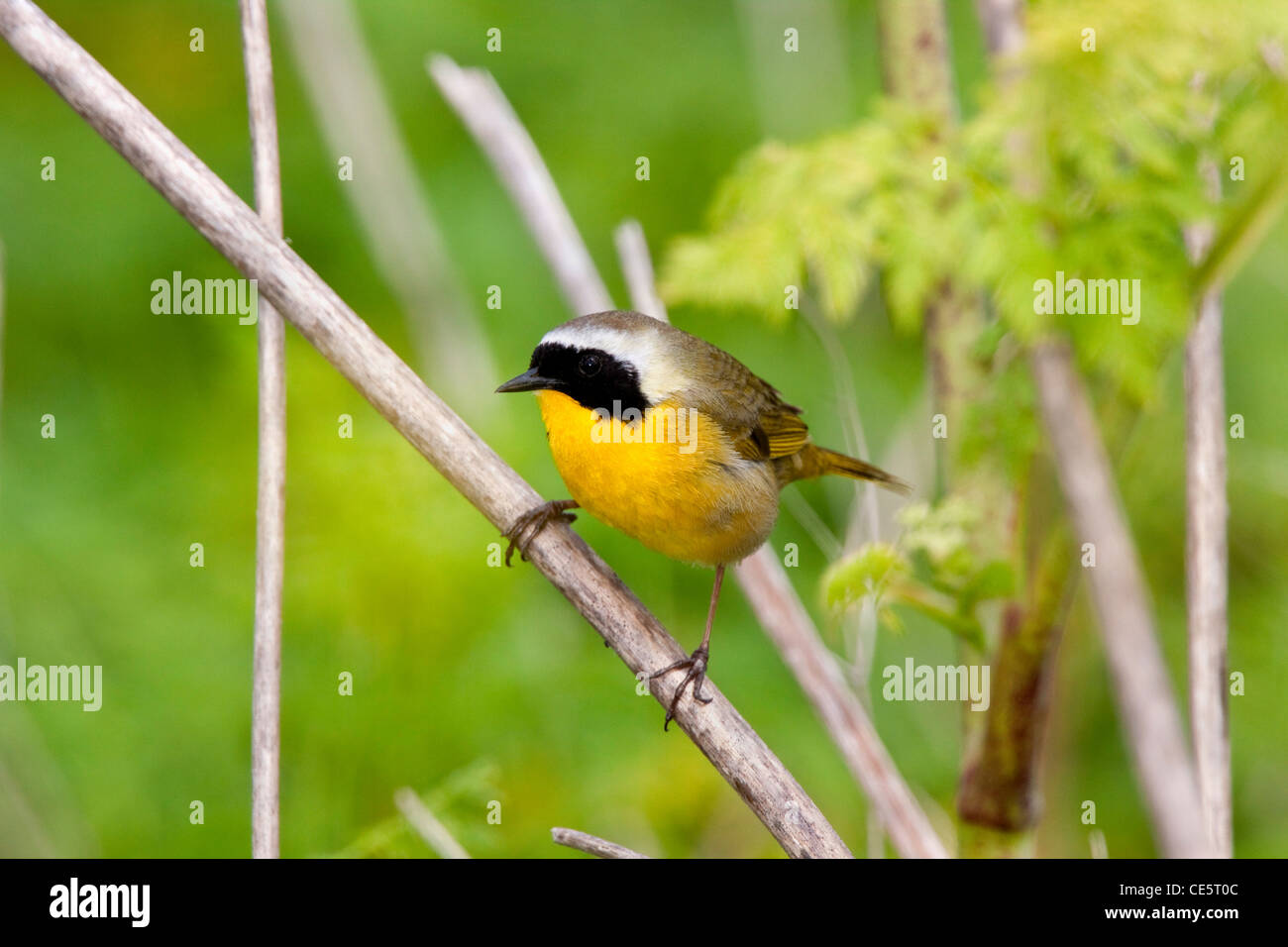 Common yellowthroat male bird hi-res stock photography and images - Alamy