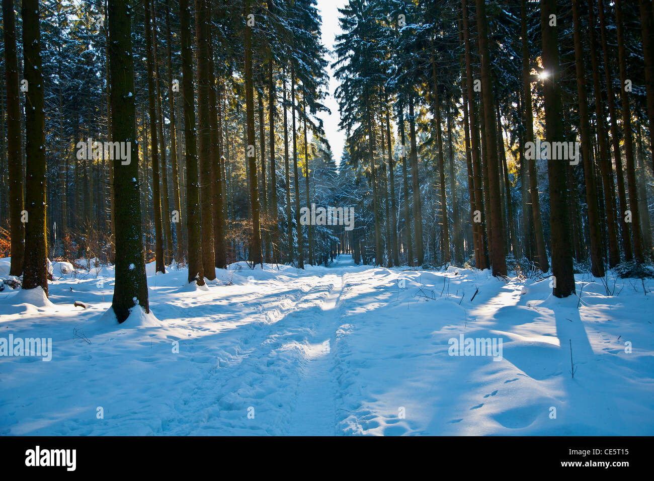Forest in winter Stock Photo - Alamy