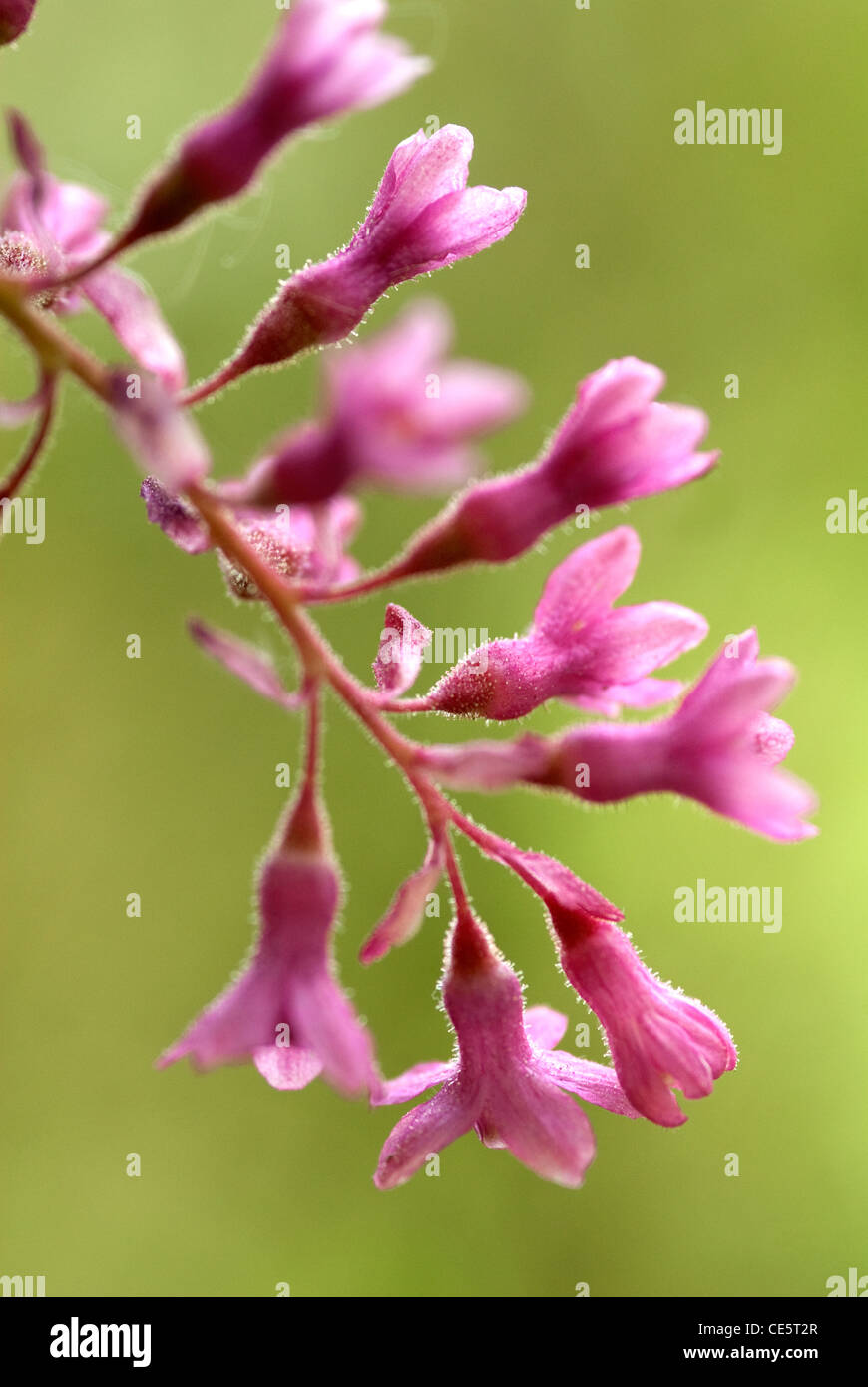 pink petals of Flowering Currant shrub, Ribes Sanguineum Stock Photo ...