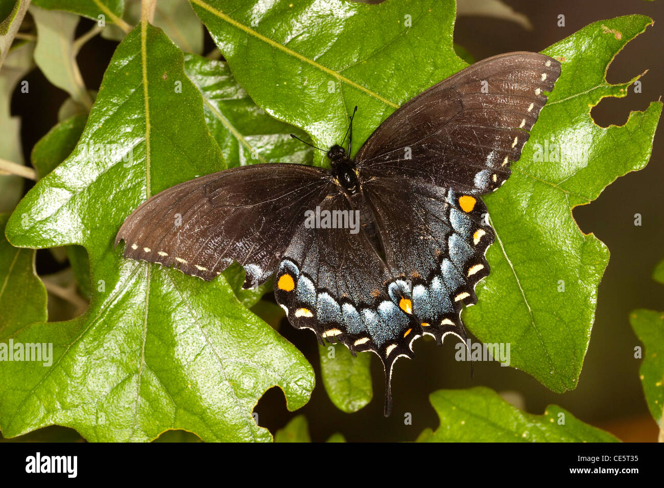 Eastern Tiger Swallowtail Papilio glaucus McCormick Creek State Park ...