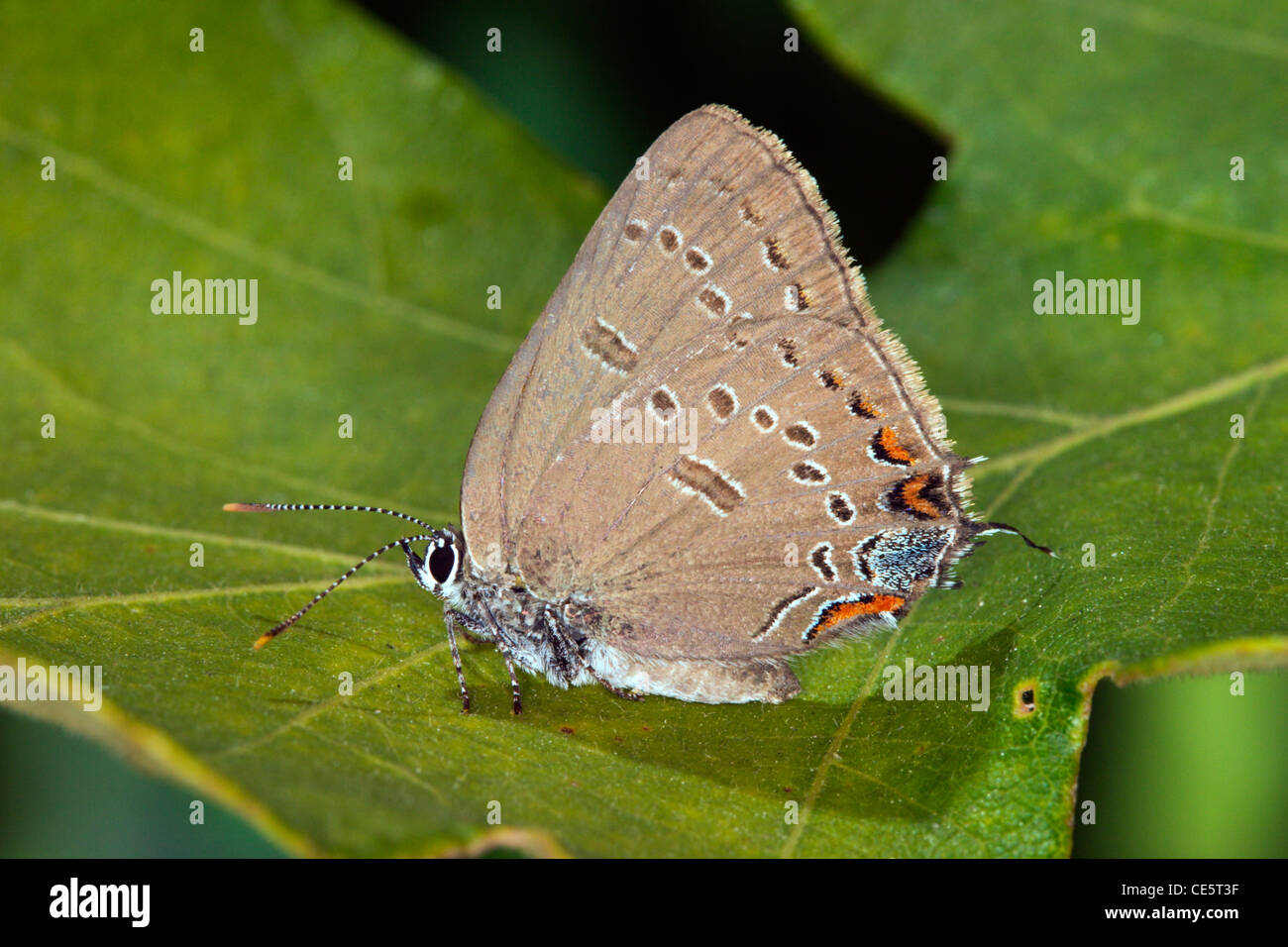 Edward's Hairstreak Satyrium edwardsii Black River Falls, Jackson ...