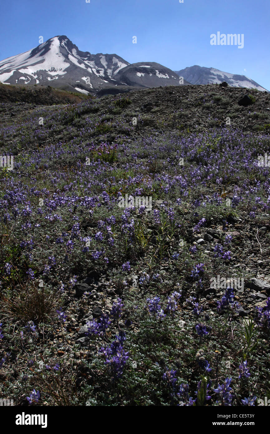 Helens pumice plain hi-res stock photography and images - Alamy