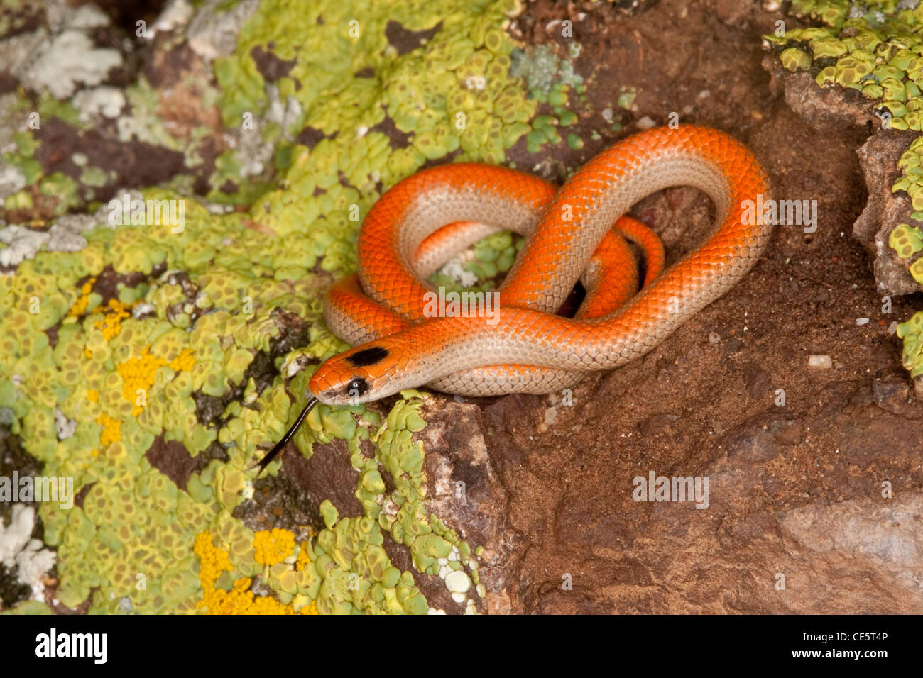 Groundsnake Sonora semiannulata Phoenix, Maricopa County, Arizona 16 ...