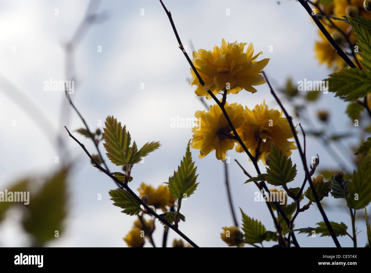 Jew's mallow plant hi-res stock photography and images - Alamy