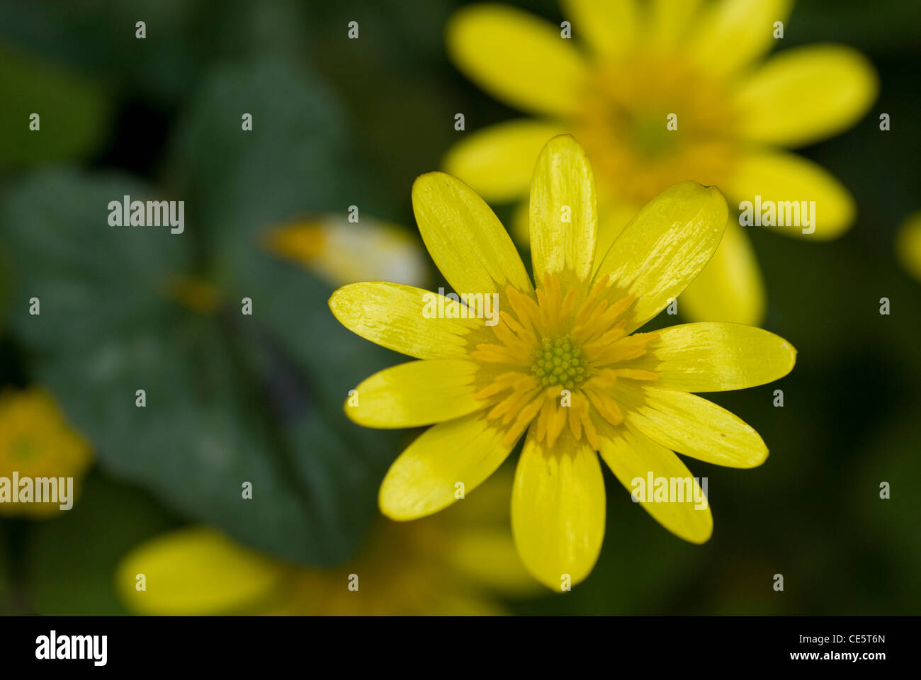 Yellow flowers of Lesser Celandine spring flowering plant Stock Photo ...
