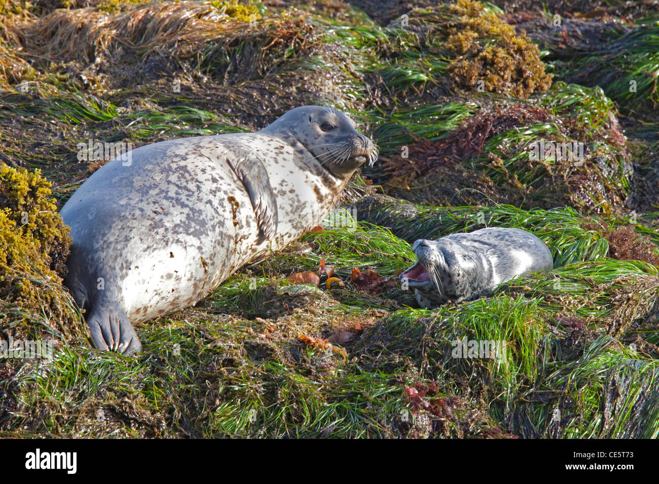 Immature seal hi-res stock photography and images - Alamy