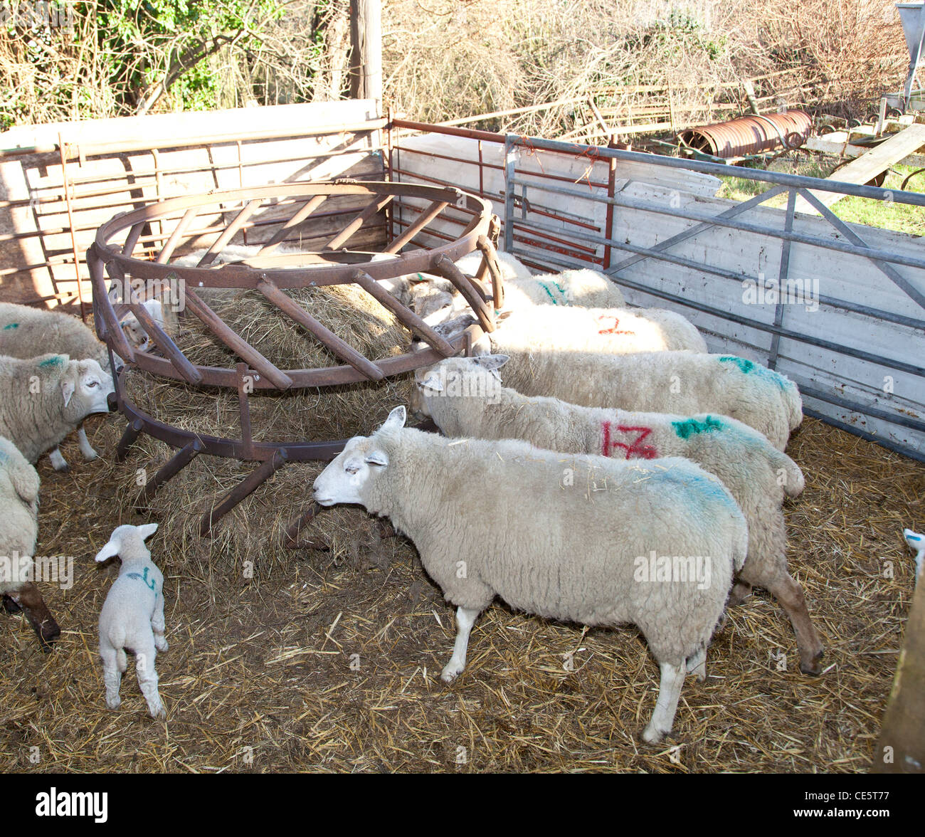 Sheep with lambs Stock Photo - Alamy