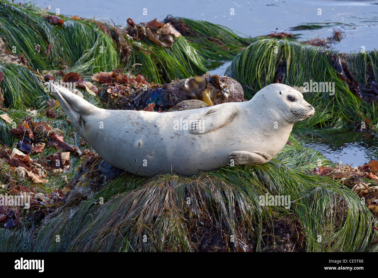 Harbor Seals Phoca vitulina Monterey, California, United States 22 ...