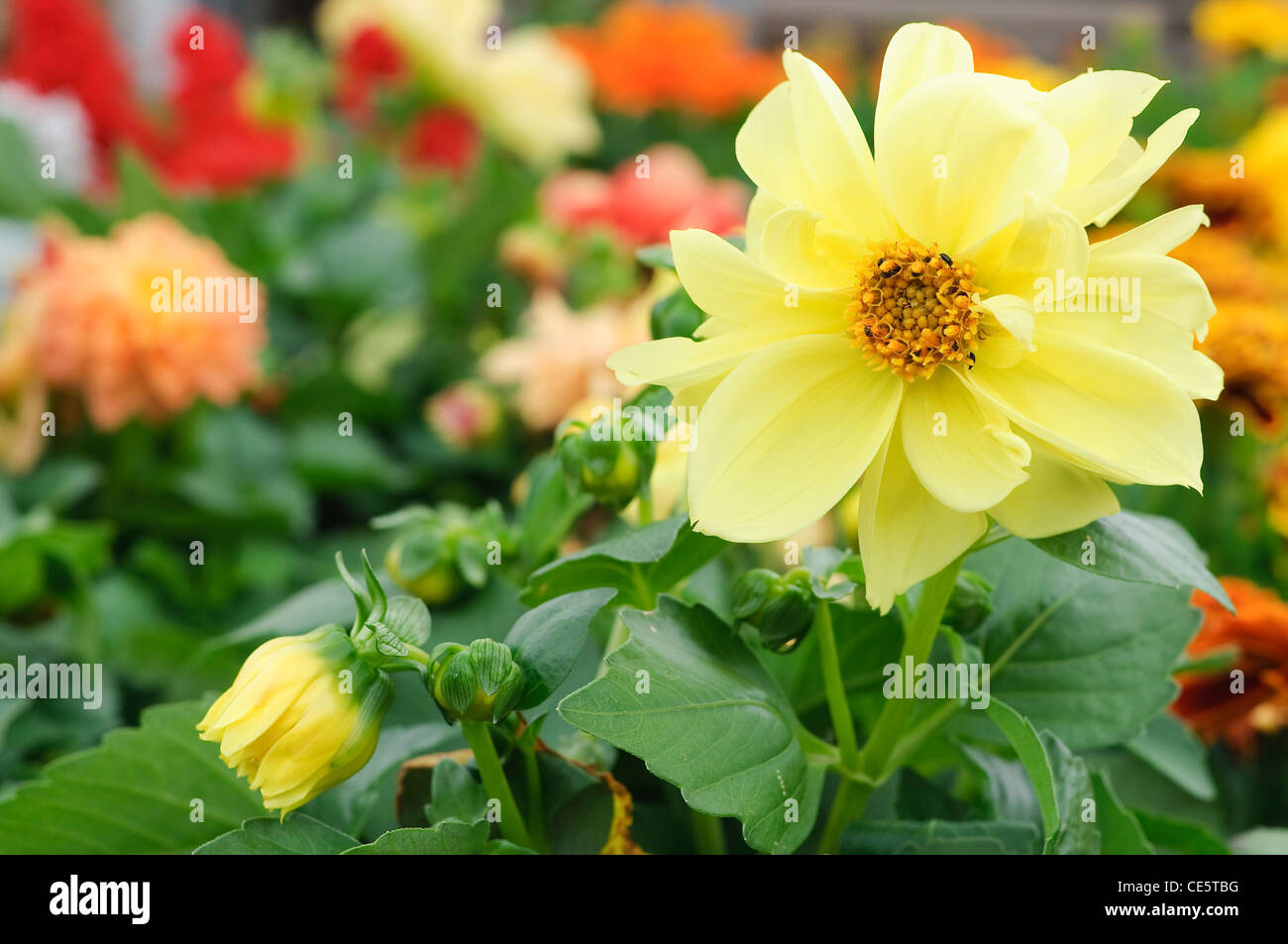 Dahlia hybrida in spring garden Stock Photo - Alamy