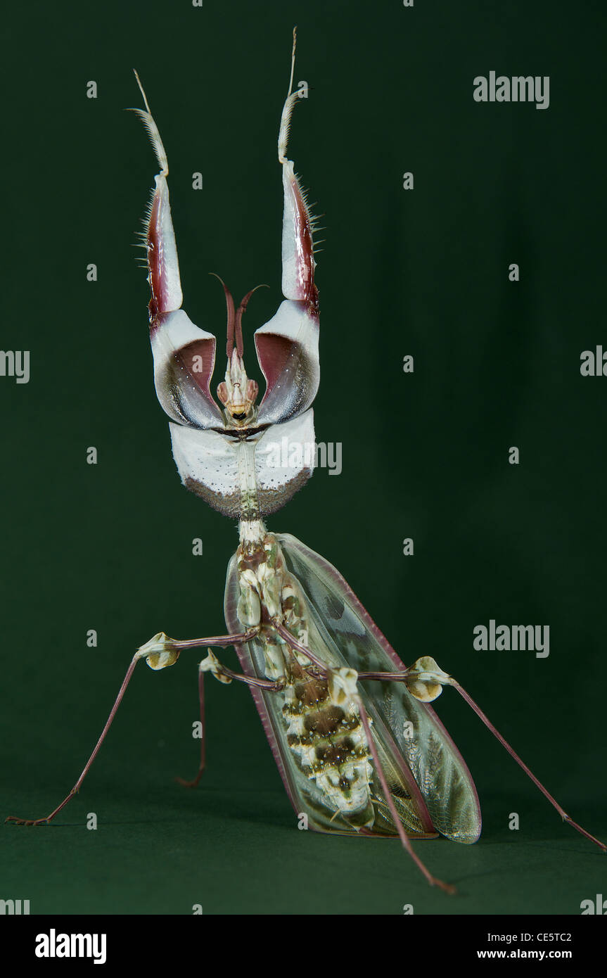 Idolomantis in startle display Stock Photo - Alamy