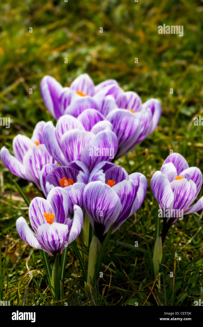 Group of purple and white striped spring crocus or Crocus vernus ...