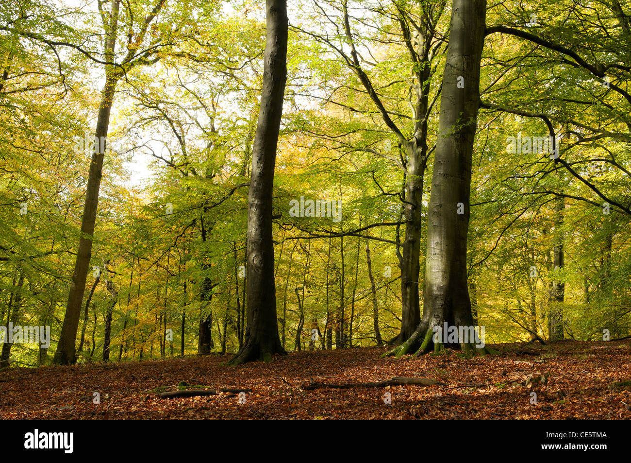 Beech woodland autumn hi-res stock photography and images - Alamy