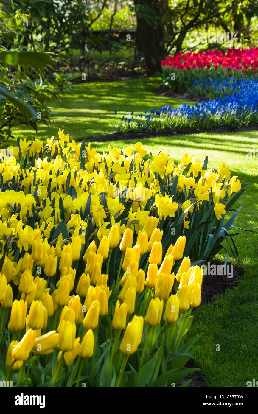 Yellow, blue and red spring flowers in park on april morning Stock ...