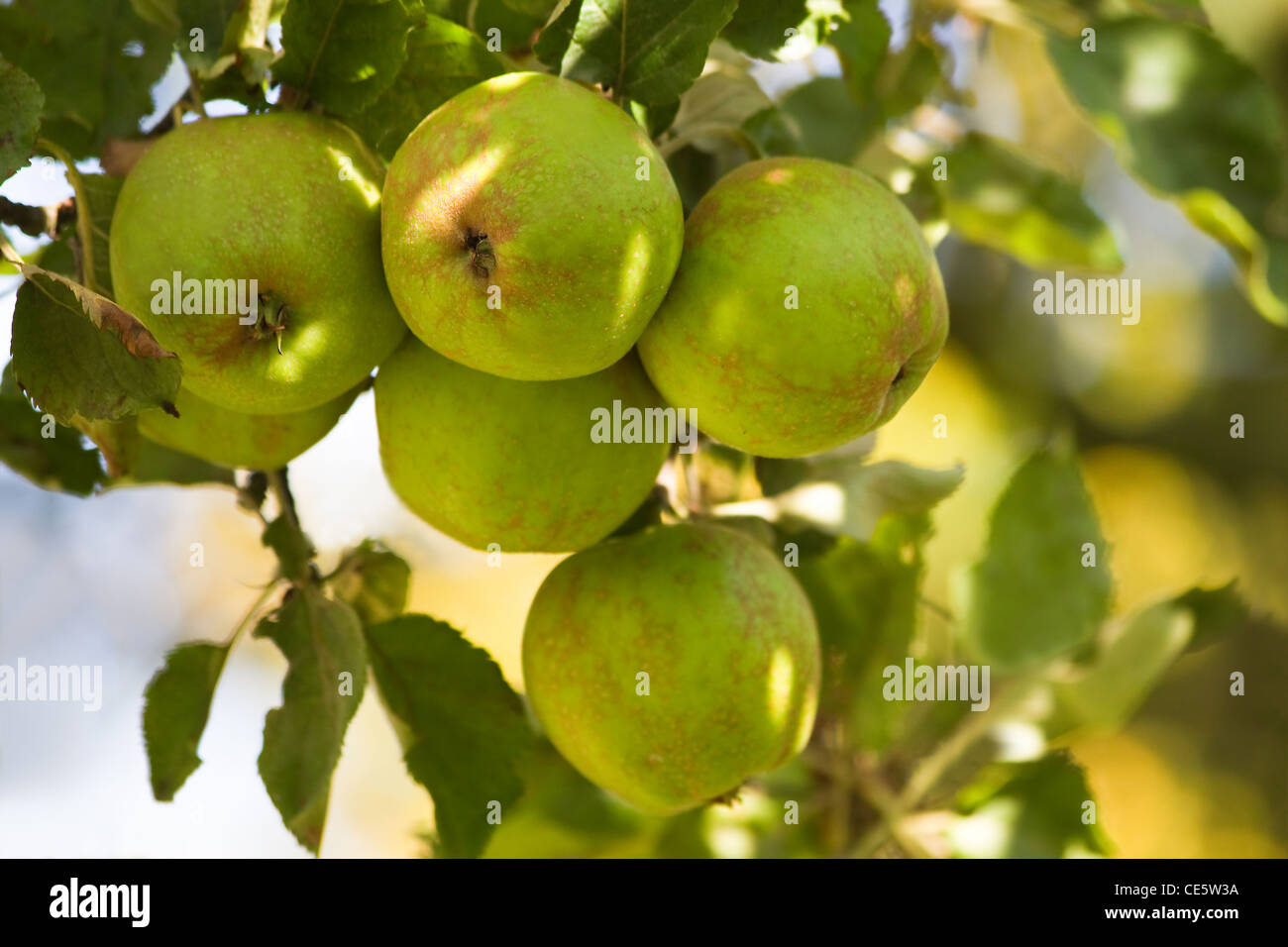 Apples in morningsun riping on appletree in summer - horizontal image ...