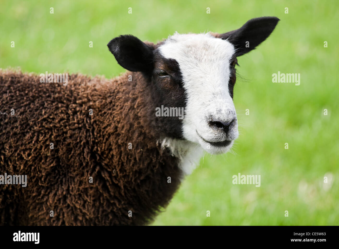 Brown and white sheep hi-res stock photography and images - Alamy