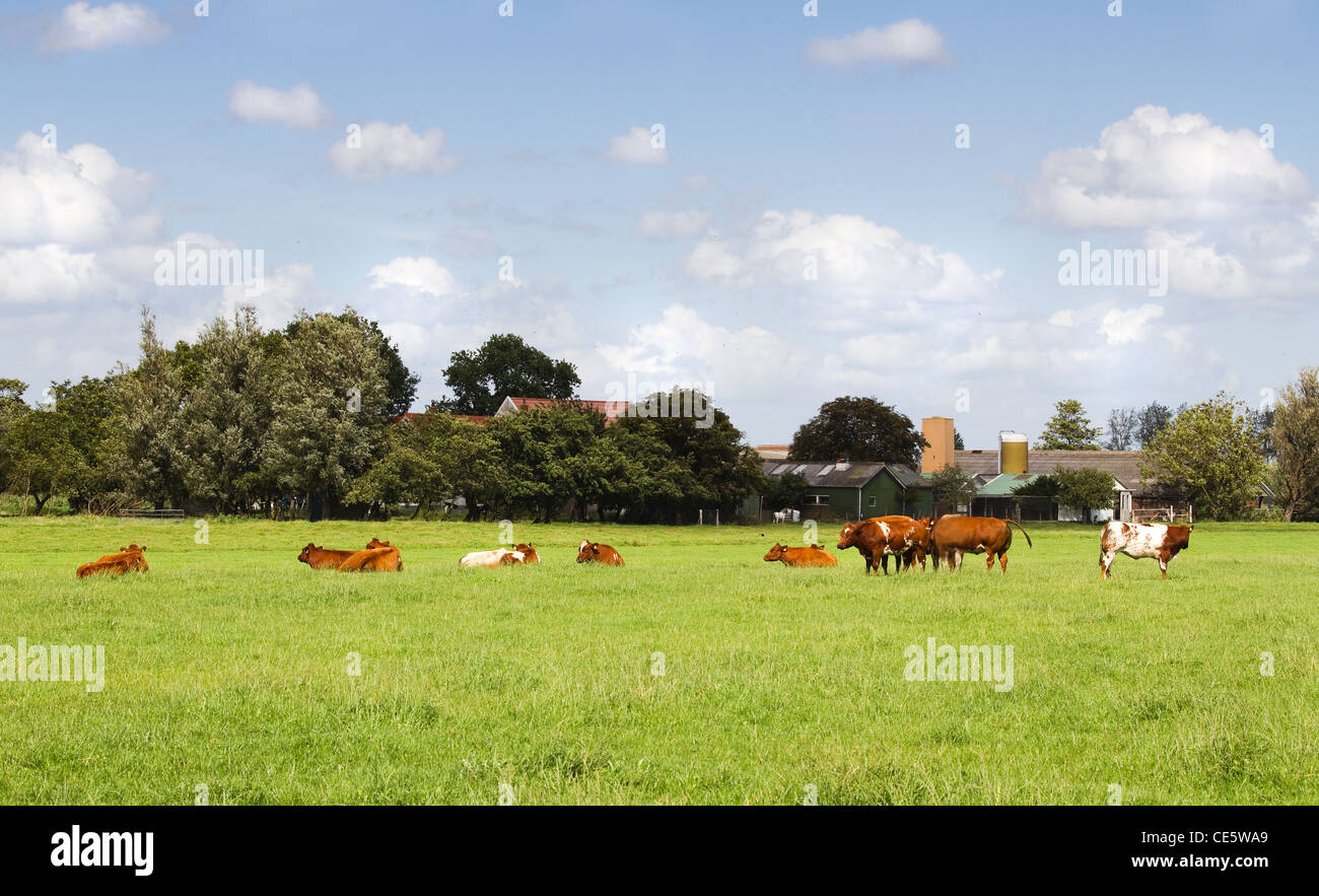 Countrylandscape in summer with meadows, farms and cows Stock Photo - Alamy