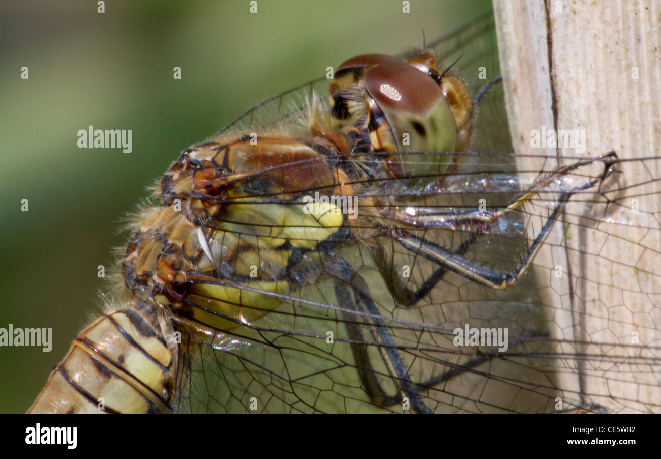 Common Darter (Sympetrum striolatum) female close-up Stock Photo - Alamy