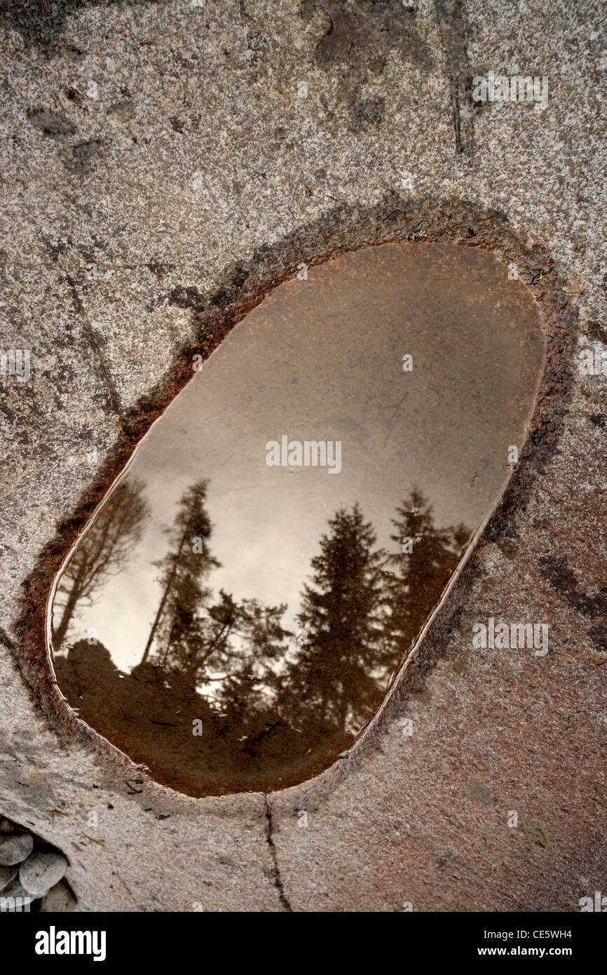 Pine forest reflected in a shallow puddle in a river cut rock pool at ...