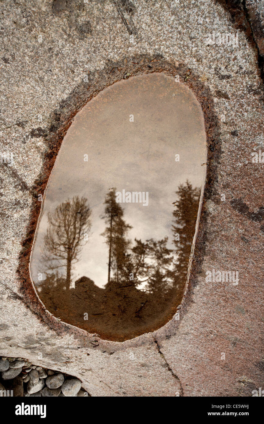 Pine forest reflected in a shallow puddle in a river cut rock pool at ...