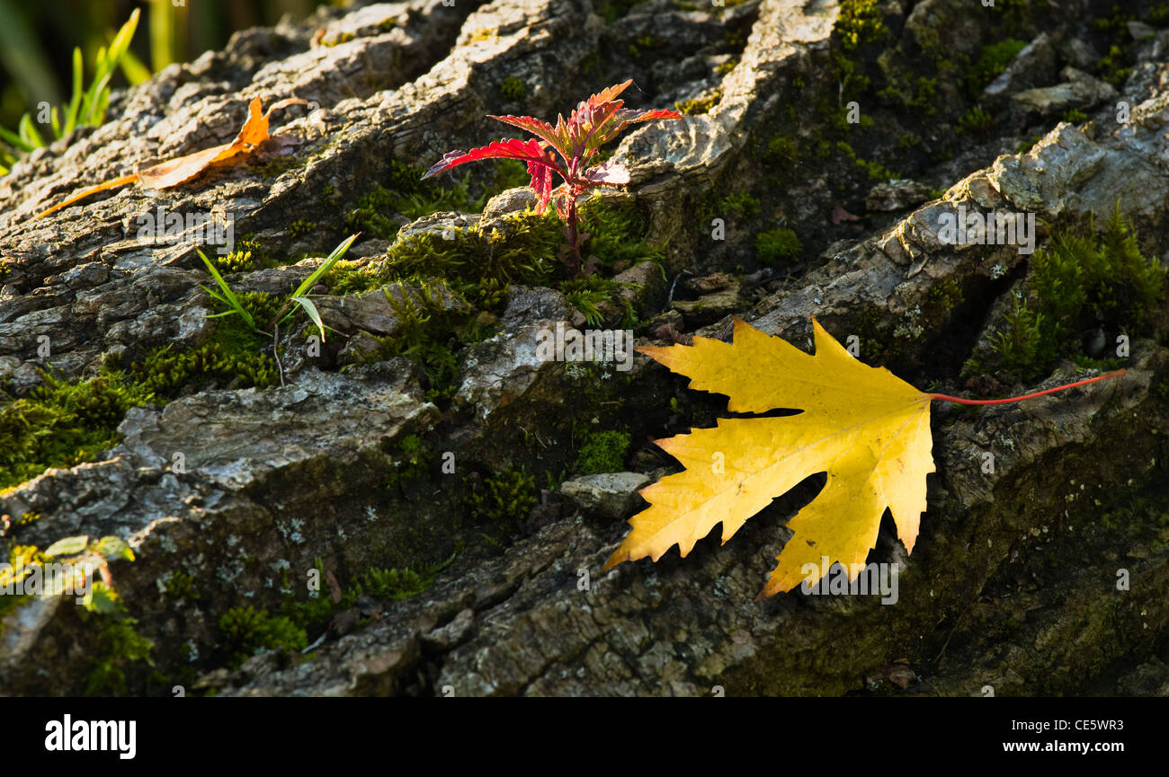 Treebark hi-res stock photography and images - Alamy