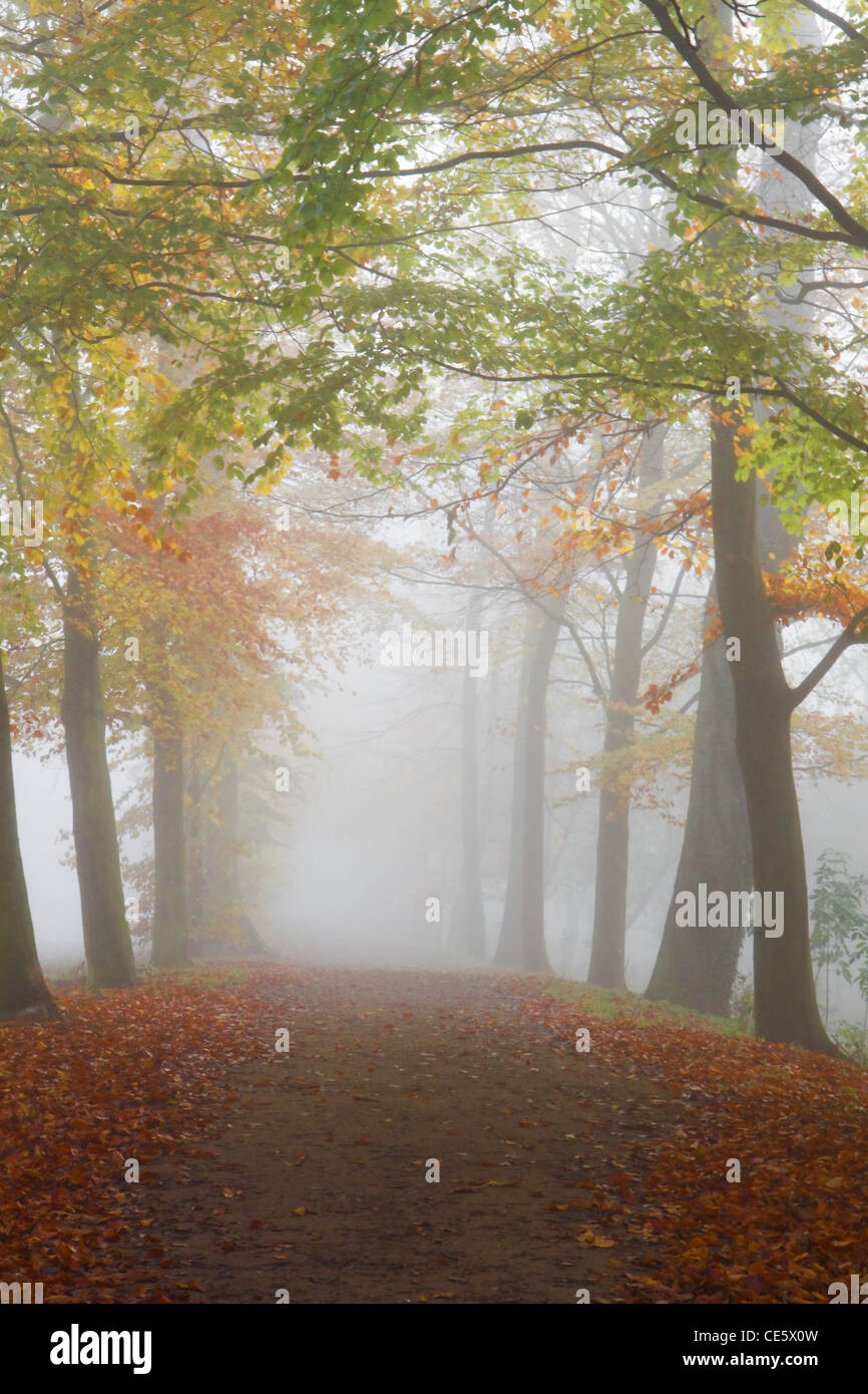 Mist in fall - Path with beechtrees in dense fog on cold November day ...
