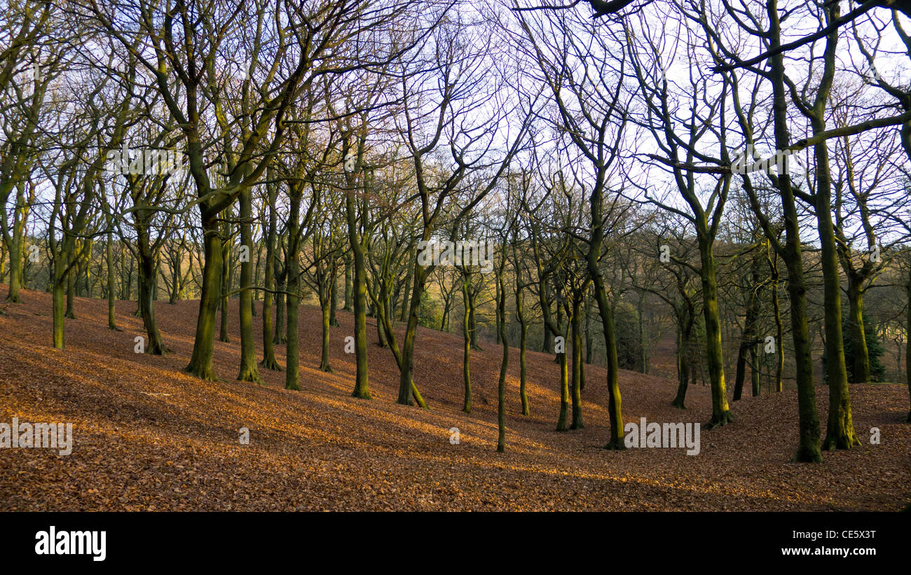 Trees at Tandle Hill Country Park, Oldham, Lancashire Stock Photo - Alamy