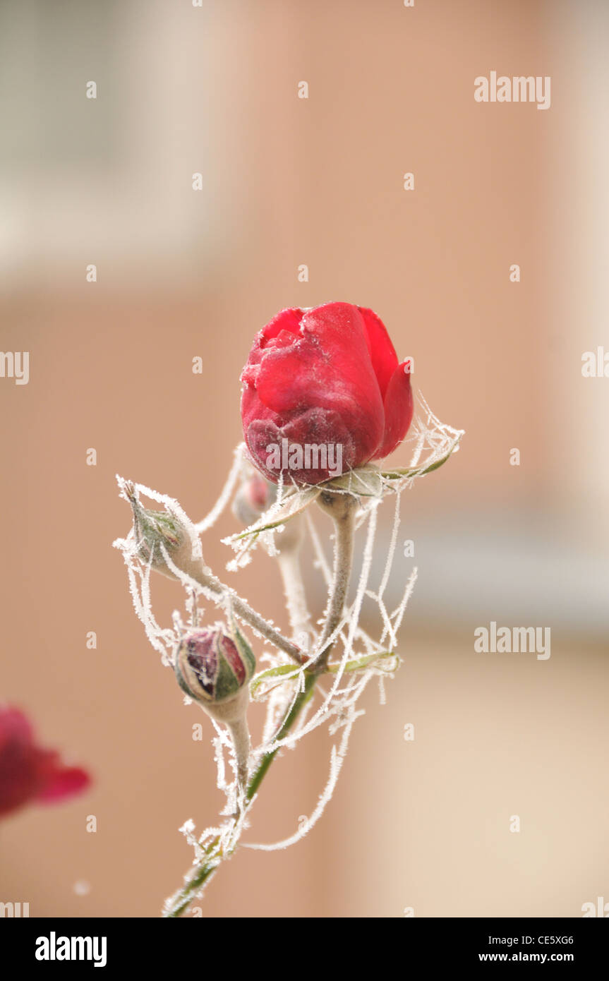 Red rose in spider web covered by frost Stock Photo - Alamy