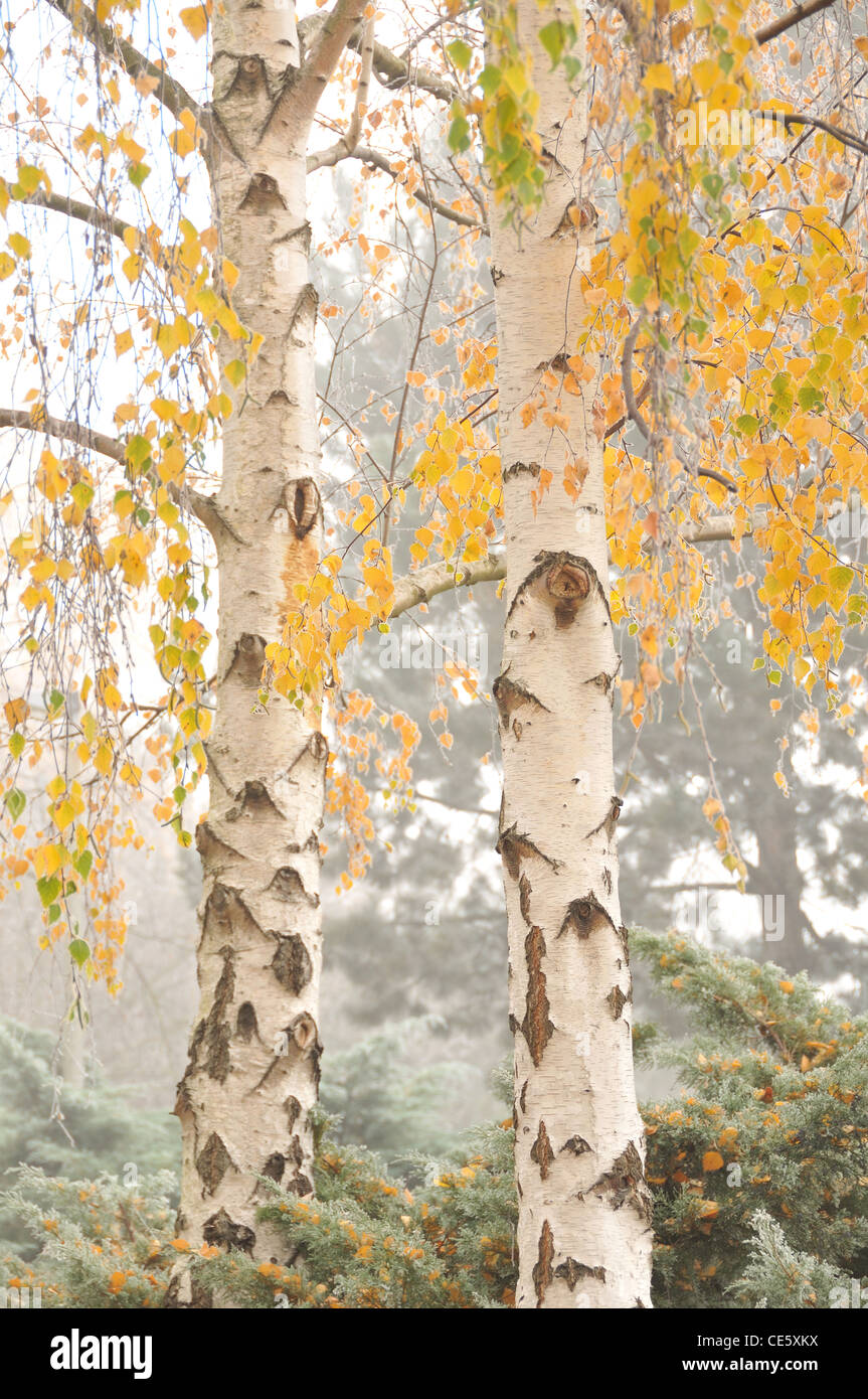 Birch trees covered in frost hi-res stock photography and images - Alamy