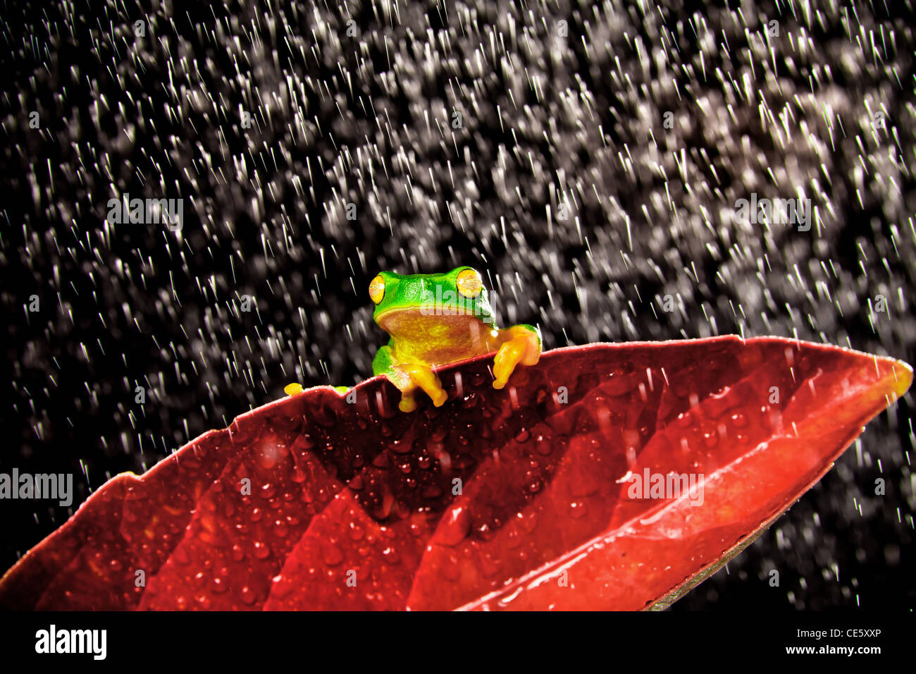 Australian red eyed tree frog hi-res stock photography and images - Alamy