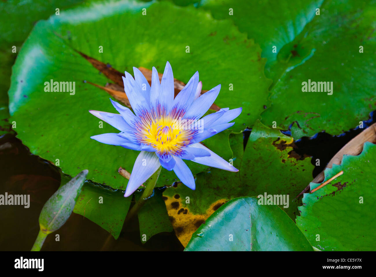 Water lilly plant hi-res stock photography and images - Alamy