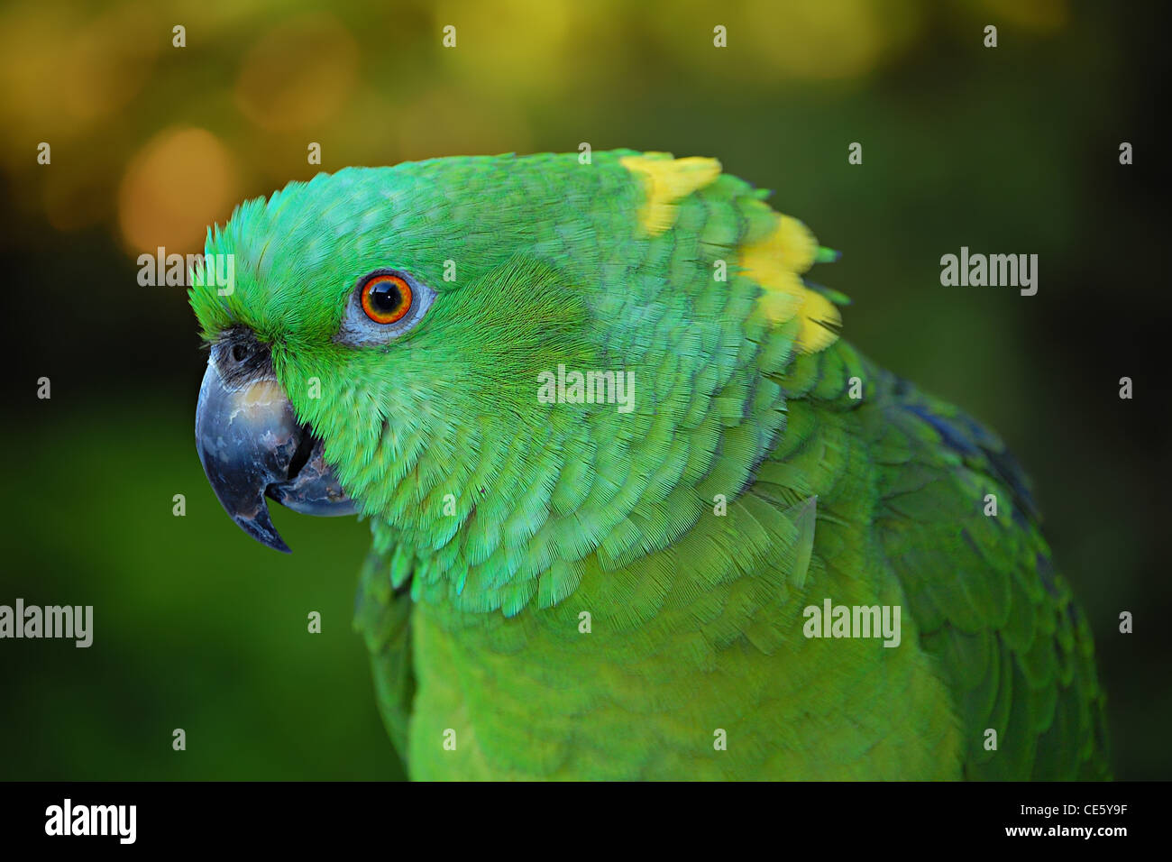 Amazon Green Parrot Stock Photo - Alamy