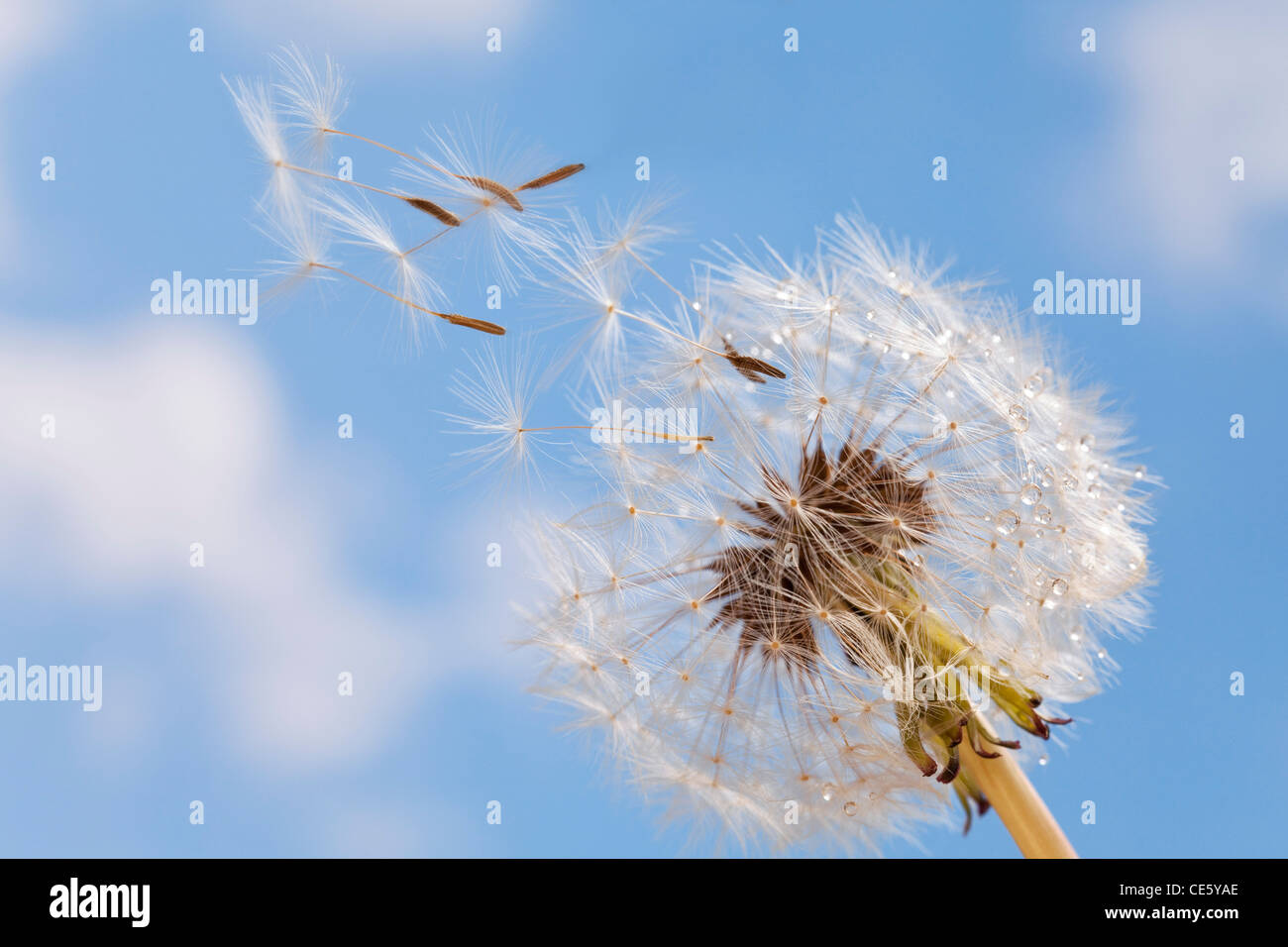 Dandelion seed head - seeds blowing away Stock Photo - Alamy