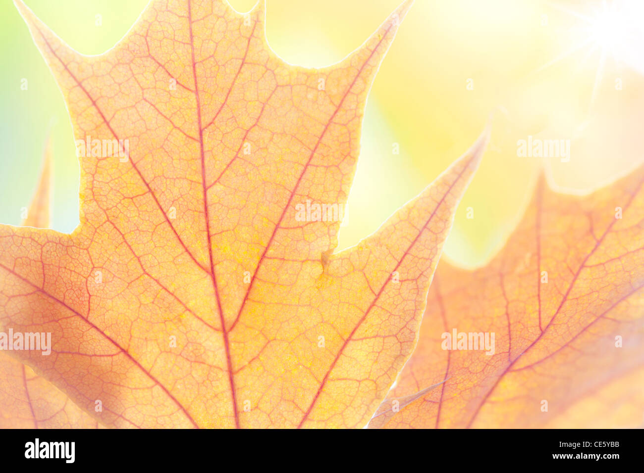 Fall Maple Leaves Stock Photo - Alamy
