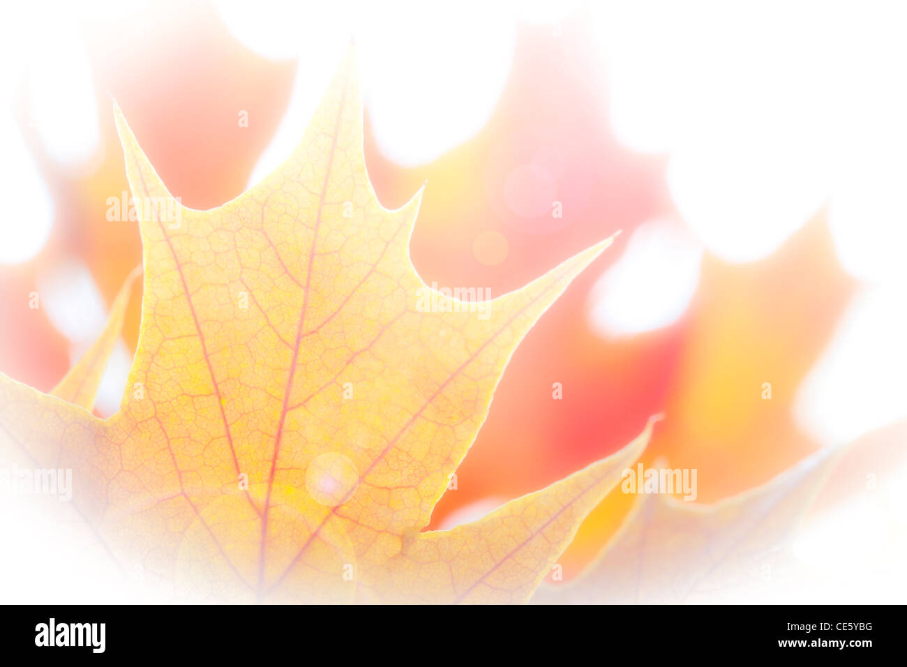 Fall Maple Leaves Stock Photo - Alamy