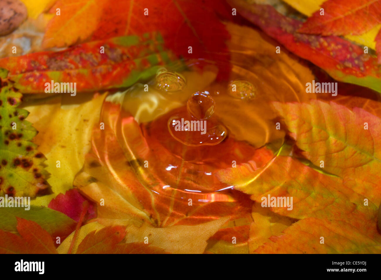 Water drop in pool with fall leaves Stock Photo - Alamy