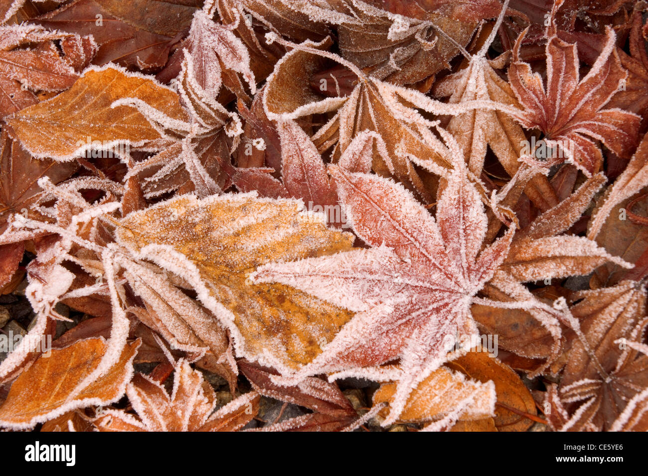 Frosty Fall Leaves Stock Photo - Alamy