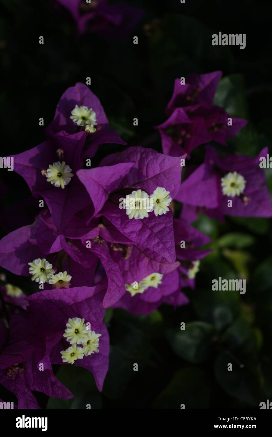 Bougainvillea Closeup Flower Stock Photo - Alamy