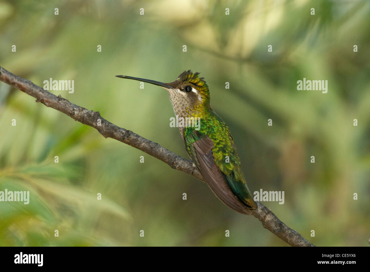 Rivoli's Hummingbird Eugenes fulgens Chiricahua Mountains, Cochise ...