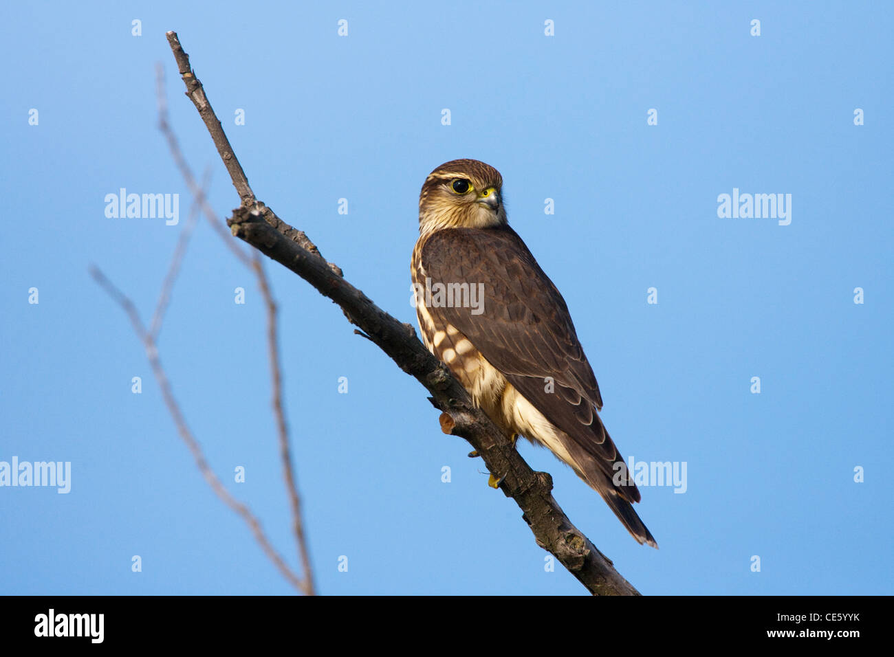 Merlin Bird Flying Stock Photos & Merlin Bird Flying Stock Images - Alamy