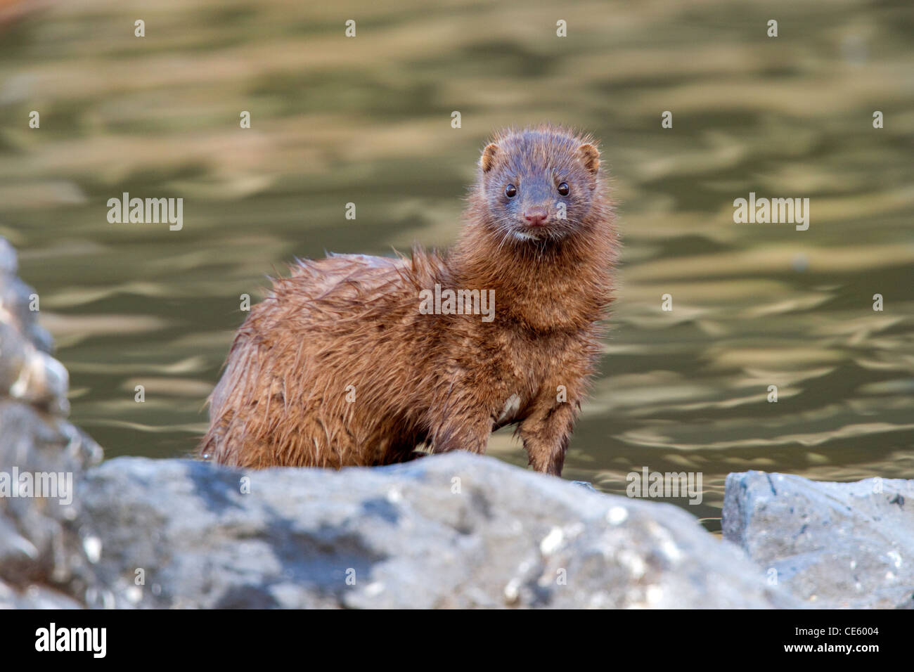 Mink Mustela vison Klamath Falls, Oregon, United States 9 May Adult ...