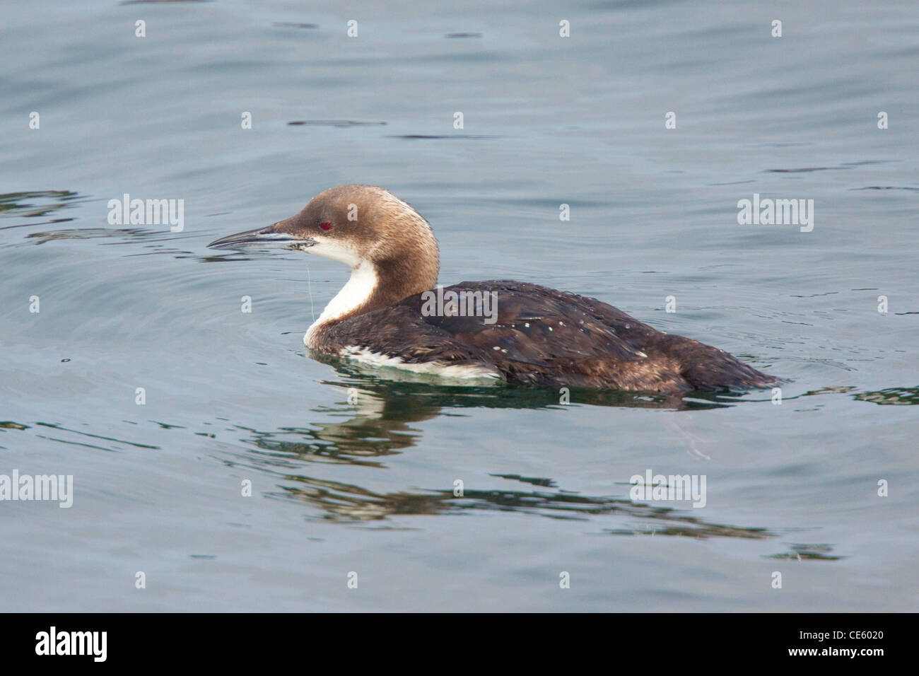 Flying pacific loon hi-res stock photography and images - Alamy